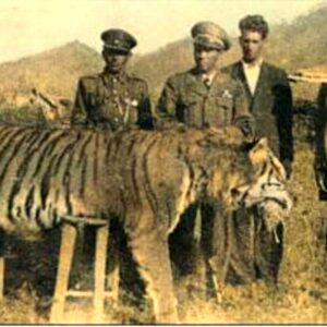 Caspian Tiger Facts (Panthera tigris virgata) - Extinct - Tiger Mad