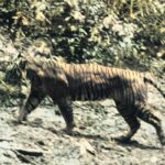 Javan Tiger Facts (Panthera tigris sondaica) - Extinct - Tiger Mad