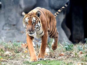 Types Of Tiger Species - Tiger Mad