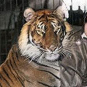 Bali Tiger Facts (Panthera tigris balica) - Extinct - Tiger Mad