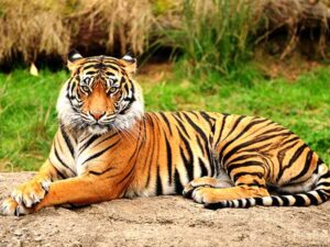 Bengal Tiger Facts (Panthera Tigris Tigris) - Tiger Mad