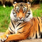 Types Of Tiger Species - Tiger Mad