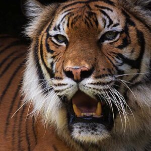 Malayan Tiger Facts (Panthera Tigris Jacksoni) - Tiger Mad