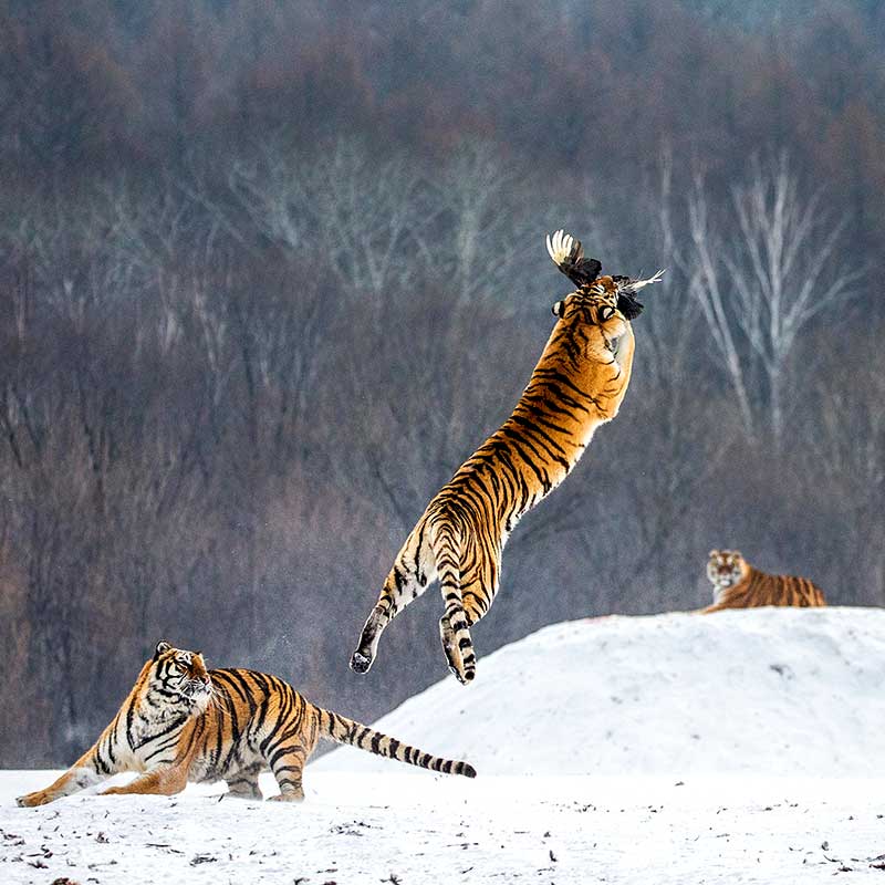 Tiger Habitat and Behavior - Tiger Mad