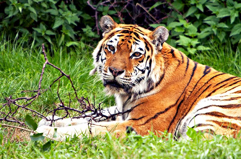 Sumatran Tiger Facts (Panthera Tigris Sumatrae) - Tiger Mad