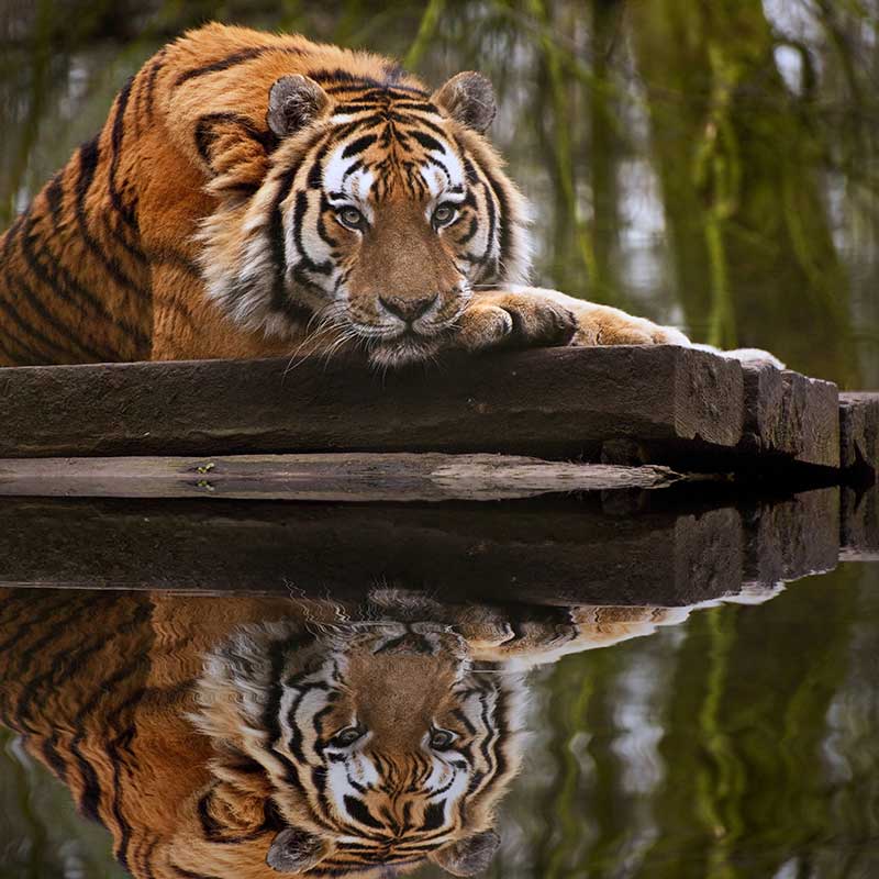 Tiger Conservation - Tiger Mad